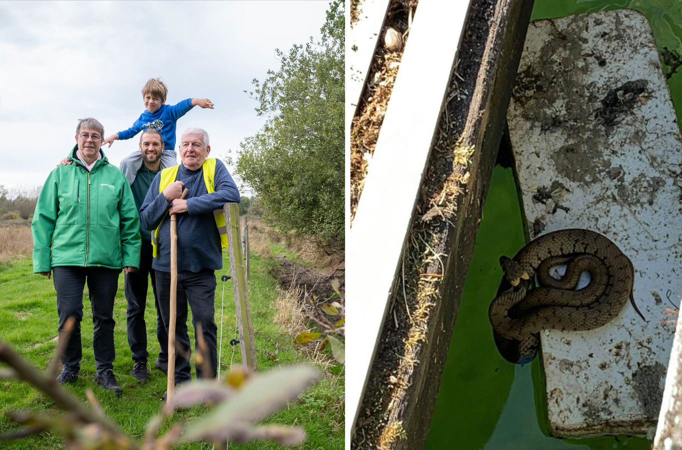 Natuurpunt Mechels Rivierengebied legt broeihopen voor gevlekte ...