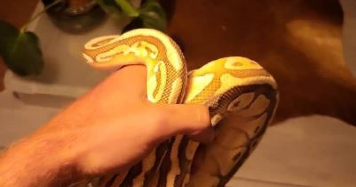 Nijverdallers kunnen weer met een gerust hart naar bed: ‘De vermiste koningspython zit weer in ...