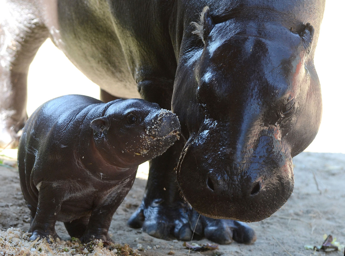 Des fossiles de dix hippopotames nains “datant de 350.000 ans” avant ...