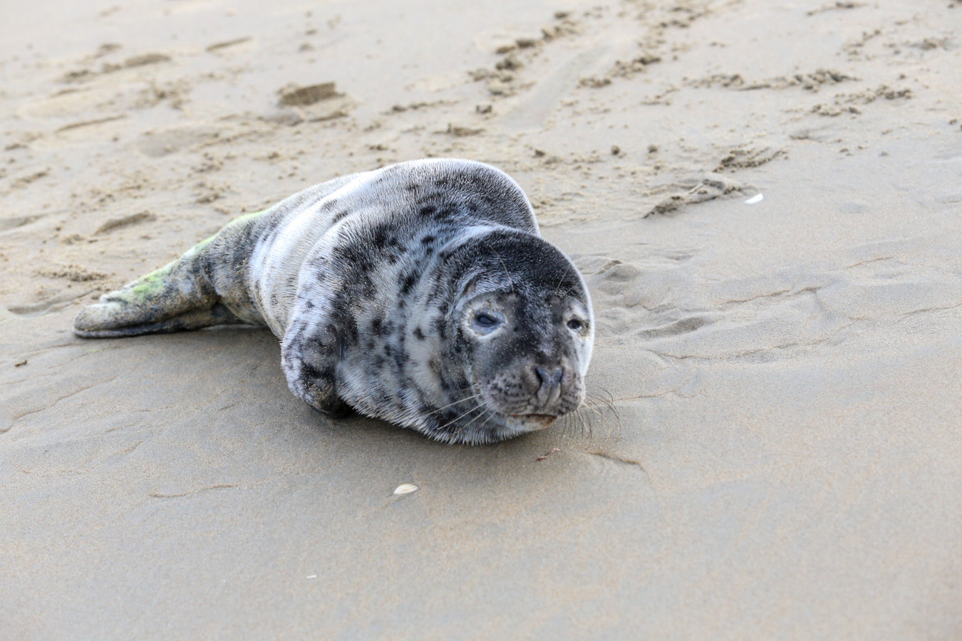 Weer jonge zeehond op het Scheveningse strand | Foto | AD.nl