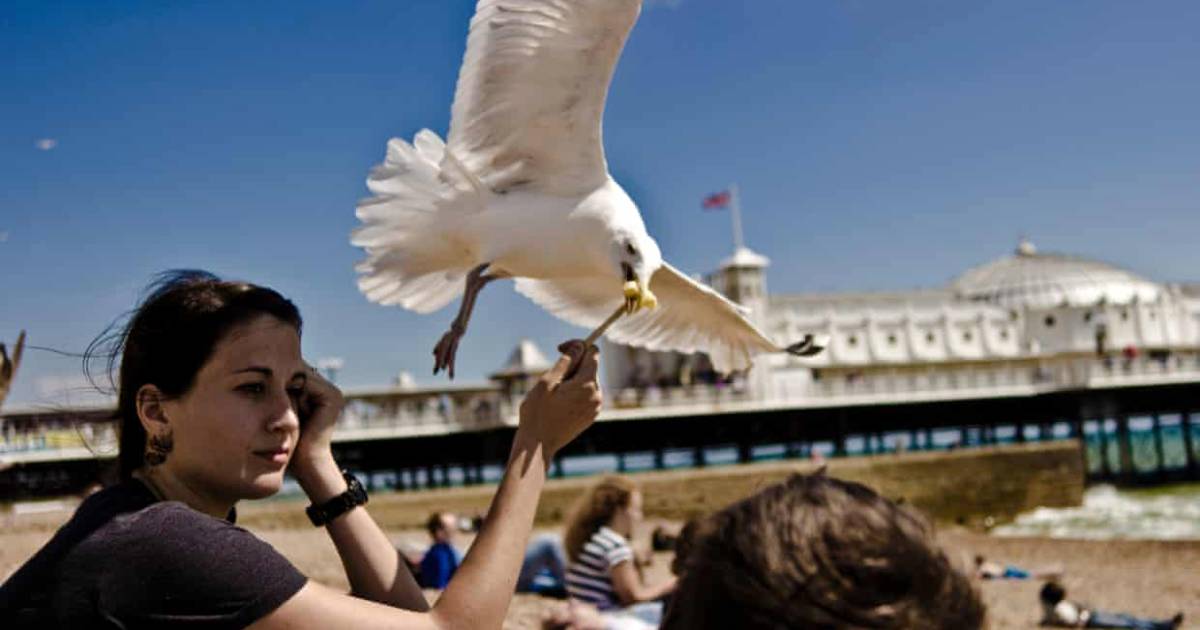 Zo voorkom je dat een meeuw je eten pikt | Buitenland | AD.nl