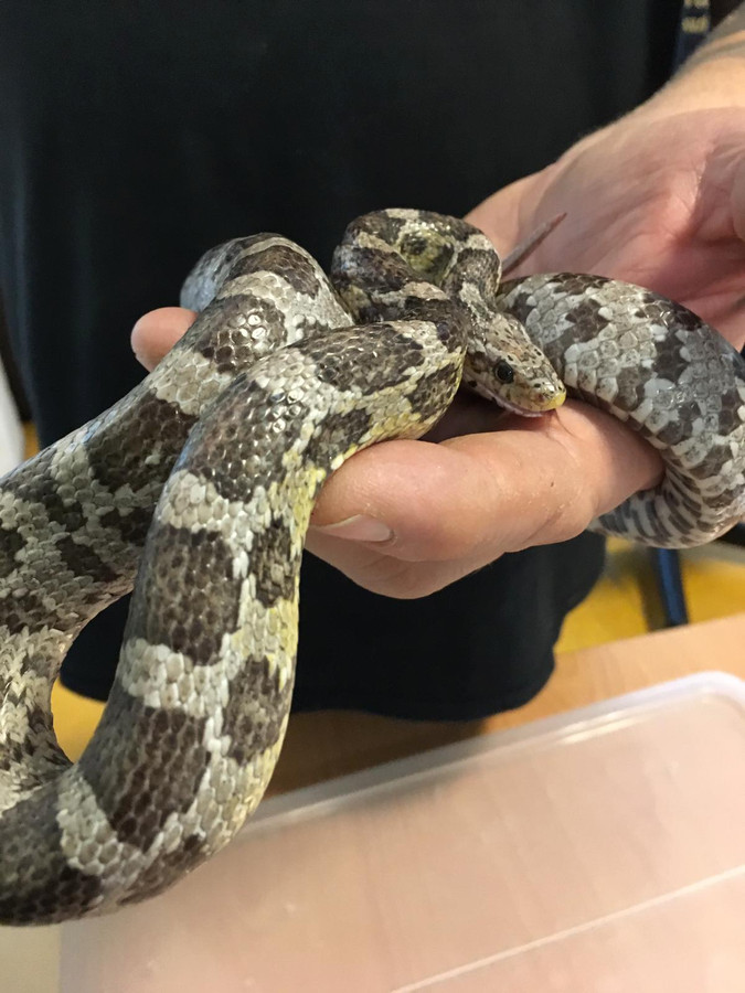 “Wat is dat!?” Feestgan­ger gaat op rattenslang staan op dansvloer in ...