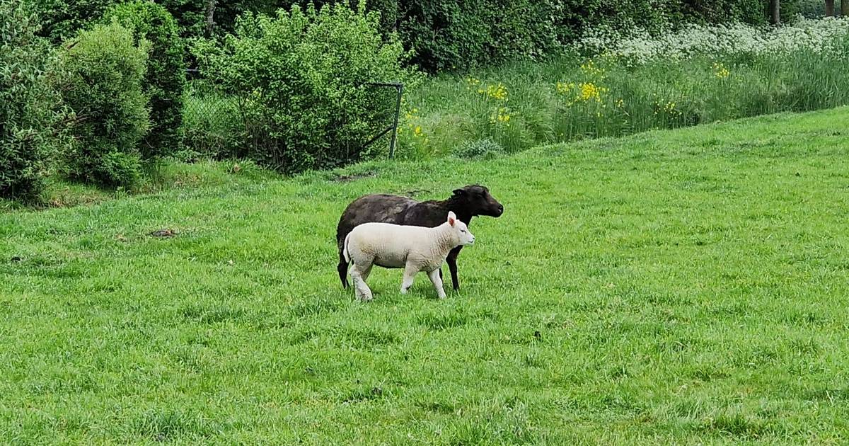 Hoogzwanger schaap ligt op rug, wijkagenten van Lisse helpen haar ...