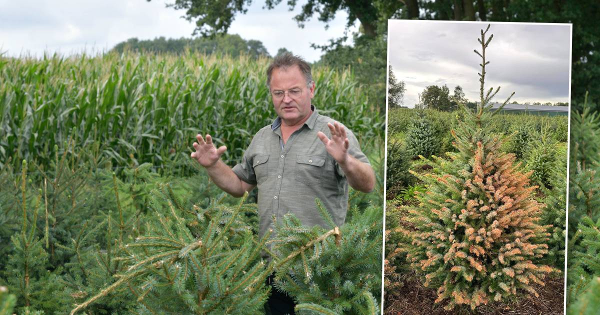 Opnieuw is het raak bij Gerrit (57), 2000 kerstbomen vernield met gif ...