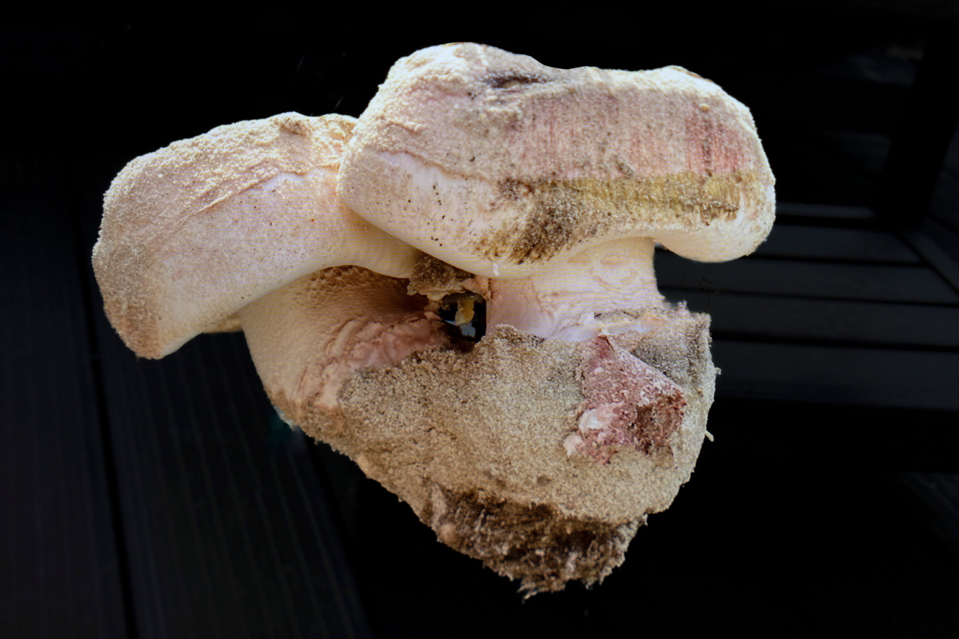 ‘Champignon met spierballen’ tilt tegelvloer op | Foto | AD.nl