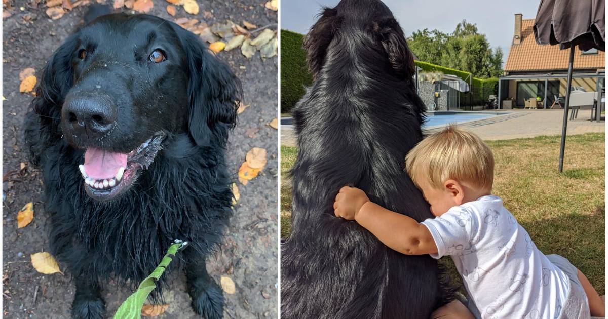 Hond Bono (6) wordt vergiftigd tijdens wandeling en sterft: “Onze beste ...