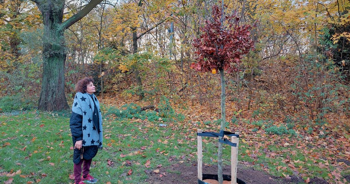 District Merksem begint met aanplant eerste toekomstbomen | Merksem ...