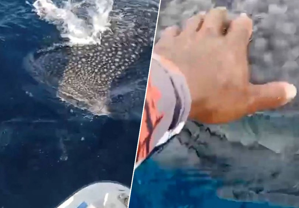 Un requin-baleine amical se laisse caresser par un pêcheur | Foto ...