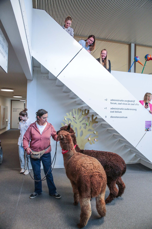 IN BEELD Alpaca’s brengen bezoekje aan wzc De Vlinder: “Zo zacht, zeg ...
