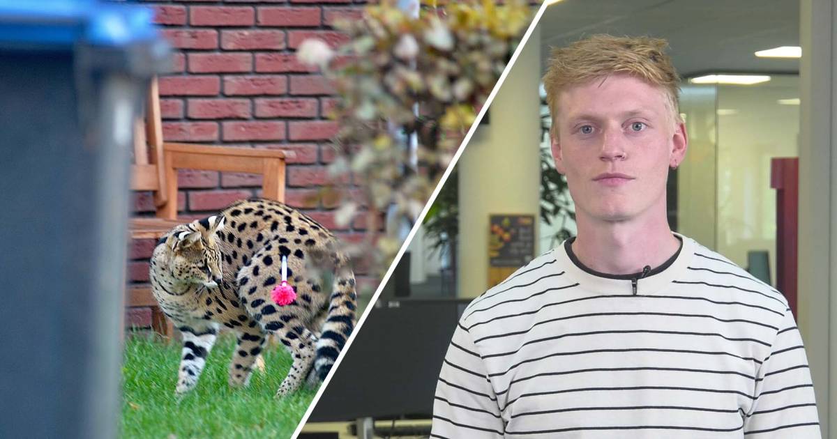 Steeds meer servals als huisdier • Poetin kondigt gedeeltelijke ...