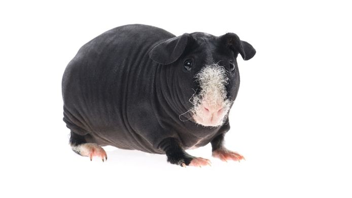 Trend: kale huisdieren veroveren harten van baasjes | Familie | hln.be