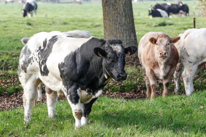 Glabbeek Proeft promoot Belgisch witblauw rundvlees | Glabbeek | hln.be