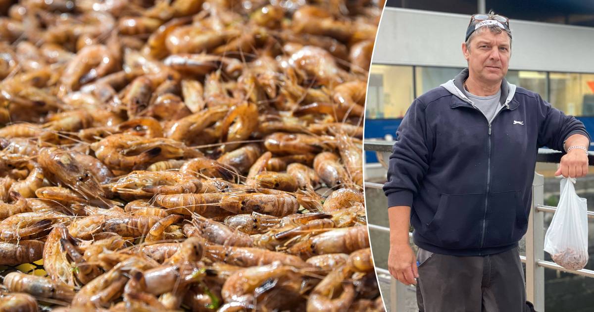 “De garnalenvangst is momenteel rampzalig”: wat betekent dat voor de ...