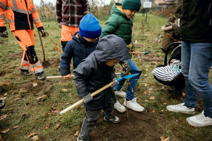 IN BEELD. Kersverse Hasselaartjes planten boom in Geboortebos Tuilt ...