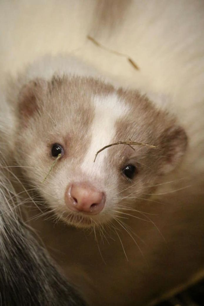 Stinkdier Otto neemt de benen in Stiens: wie heeft hem gezien ...