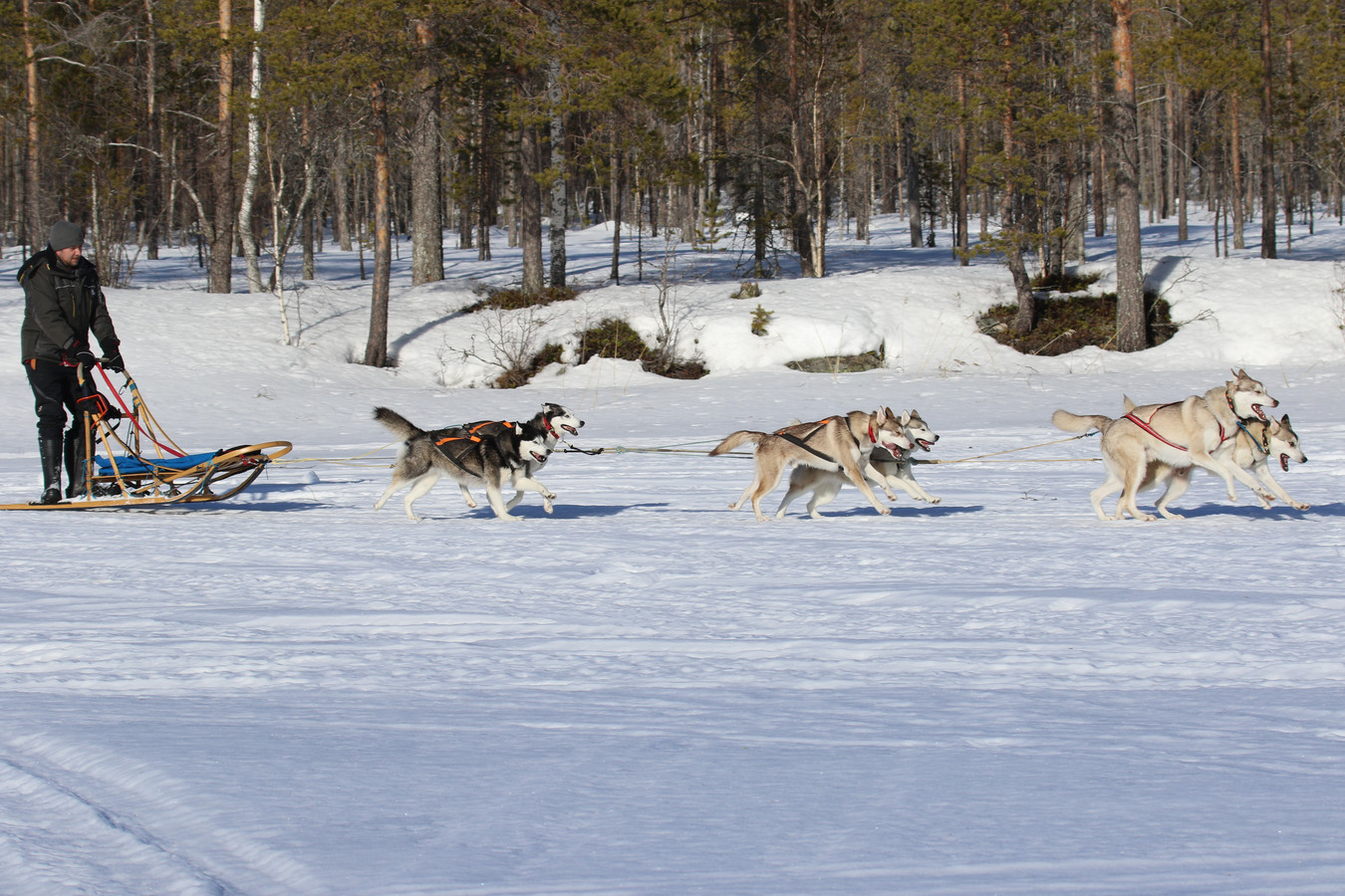Zes husky’s uit Dordrecht zagen voor het eerst sneeuw: span ze voor een ...