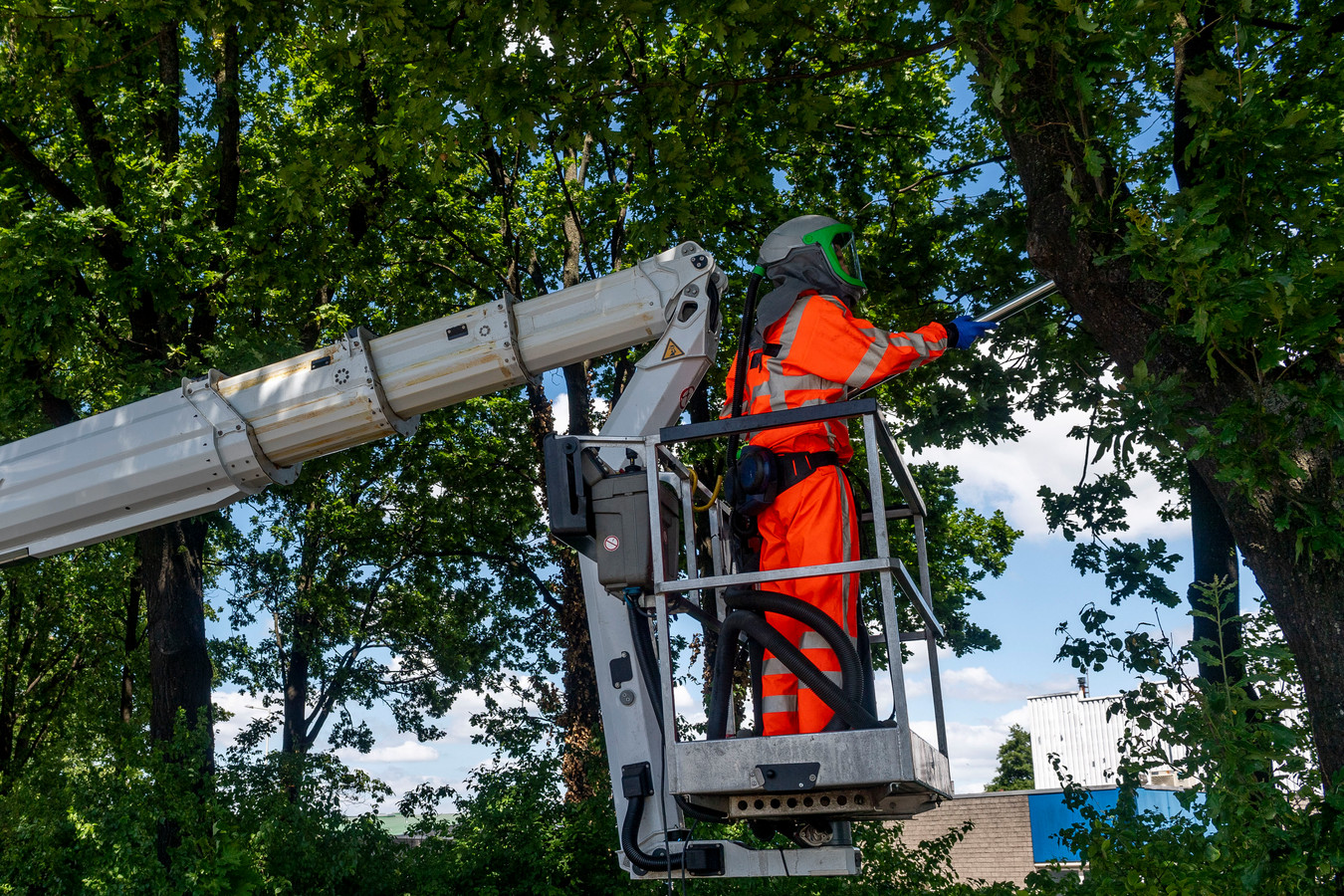 Veel minder eikenprocessierupsen gesignaleerd dit jaar, behalve in Etten-Leur | Foto | AD.nl