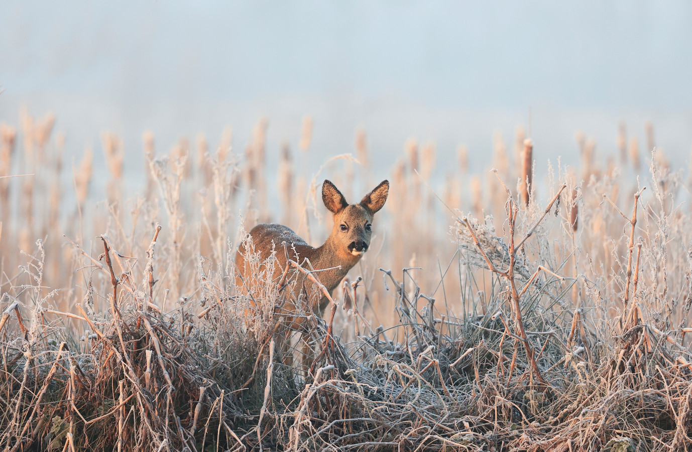 Ree rukt op in het Groene Hart, wordt het dier een gevaar op de weg ...