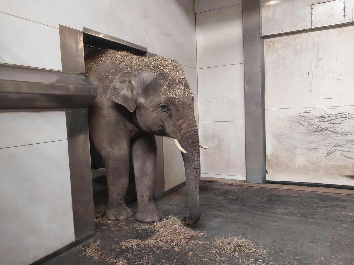 Le zoo d’Anvers accueille Max, un nouvel éléphant venu de Prague | Foto ...