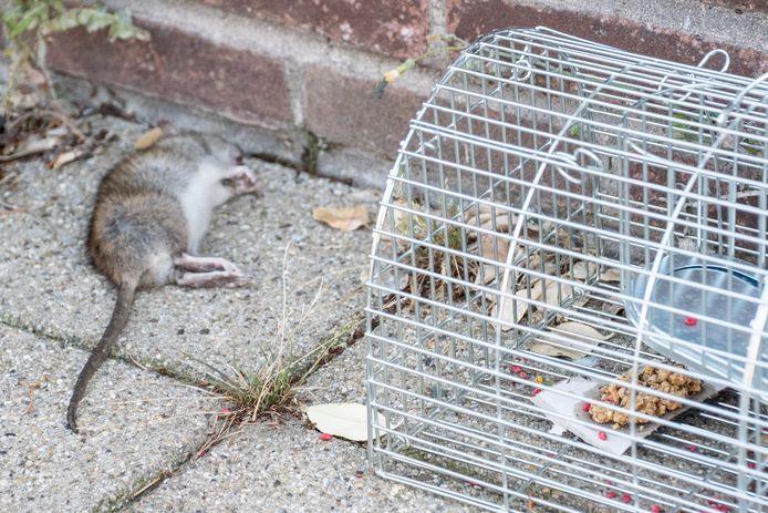 Omwonenden halen opgelucht adem: einde van overlast ratten is in zicht ...