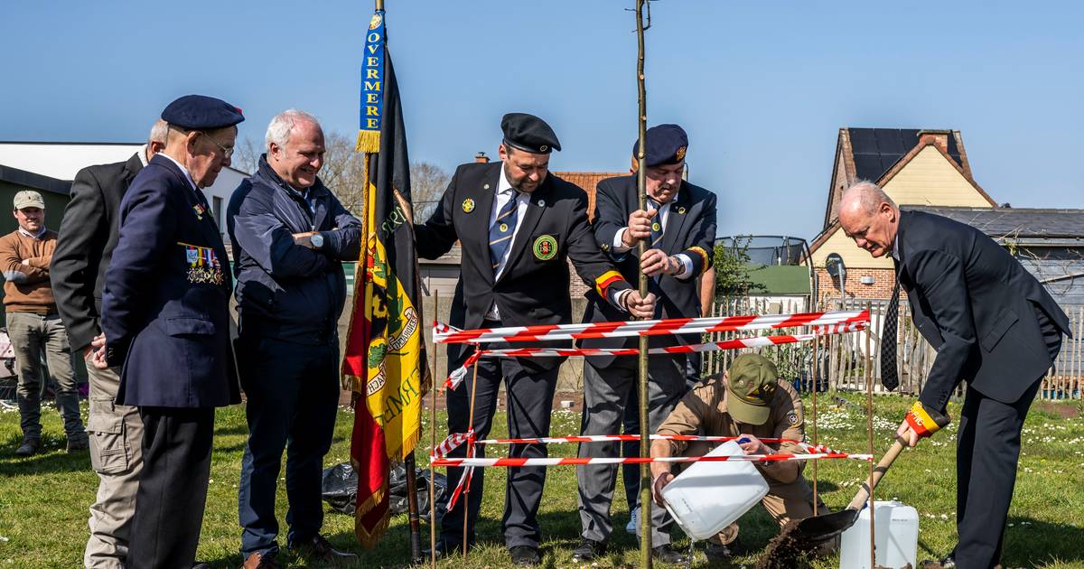 Nationale strijdersbond Overmere plant vredesboom aan geboortebos | Berlare | hln.be