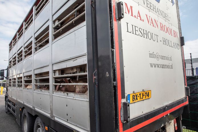 Vleesverwerker Van Rooi Meat na coronaproblemen: ‘Geen werknemers meer ...