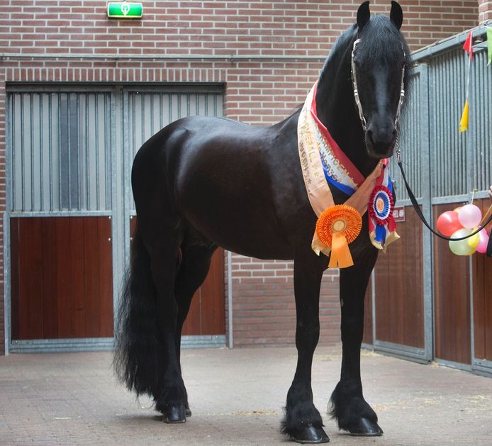 Friese kampioen uit Ede dekt 1.000 merries | De Vallei | gelderlander.nl