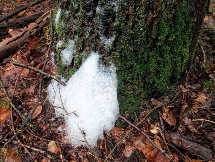 ‘Boomzeep’ houdt de insecten buiten | Wageningen | AD.nl