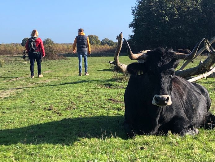 Meer ruimte voor grote grazers in natuurgebied de Maashorst, maar pas ... Meer ruimte voor grote grazers in natuurgebied de Maashorst, maar pas ...