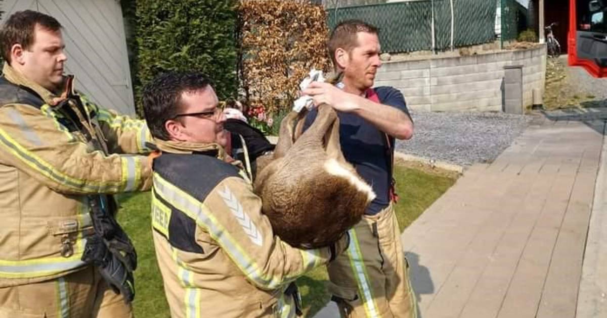Dode ree gevonden in Ieperse centrum | Ieper | hln.be