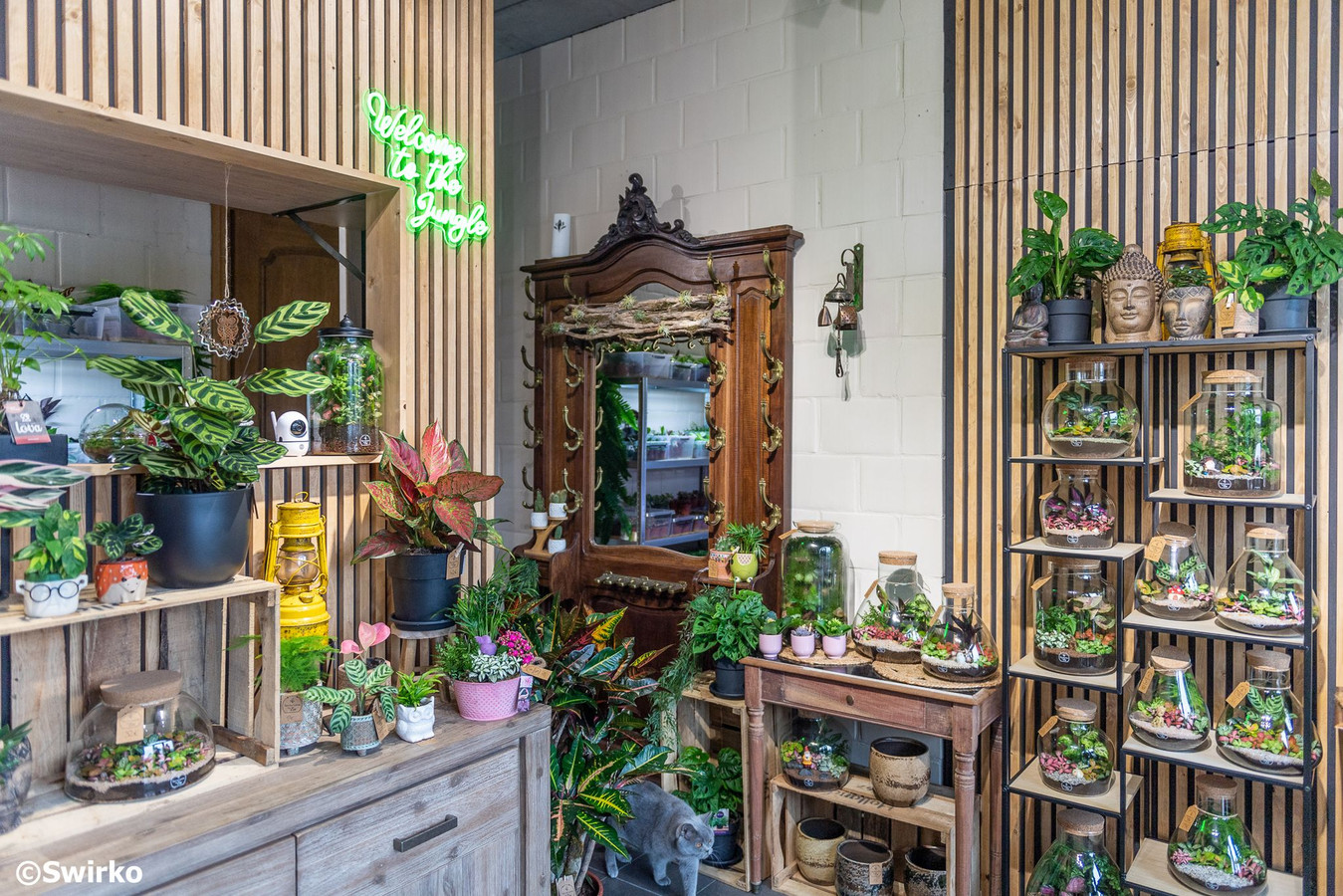 NET OPEN ‘Terrariums by Evi’ is nu winkel in de Botermelkstraat: “Naast ...