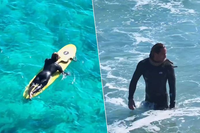 Na de surfende honden, de surfende slang: Australiër krijgt boete nadat ...