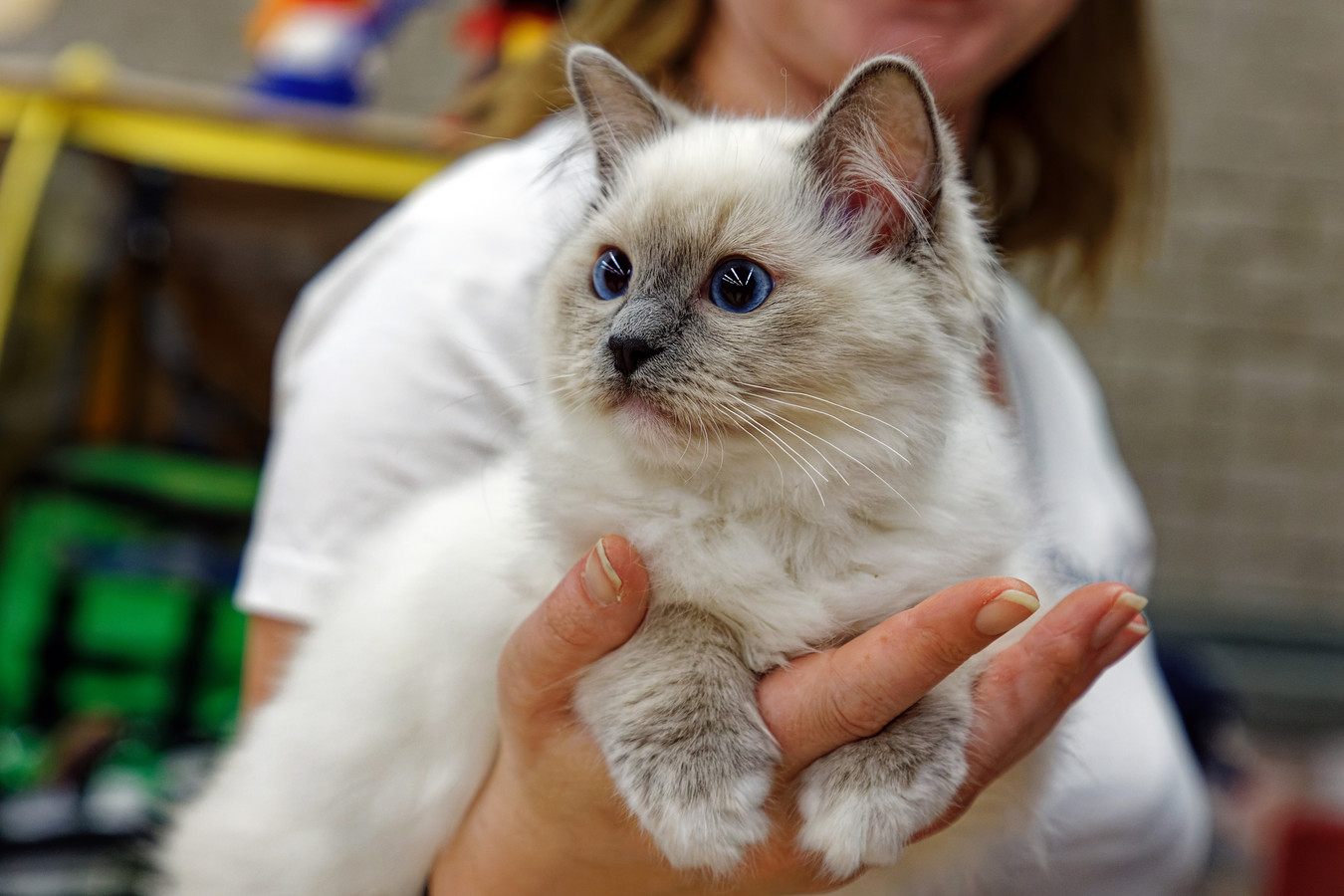 Collin, Snow Lynx en Cooper stelen de show in De Kreek; Kerkdriel voor ...
