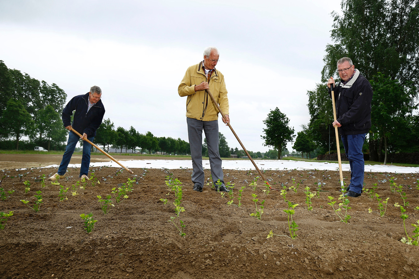 Schutterij Oud-Dijk gaat groente telen voor voedselbank | Foto ...