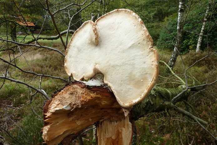 Berkenzwam groeit als halve pannenkoek tegen boomstam | Extra | tubantia.nl