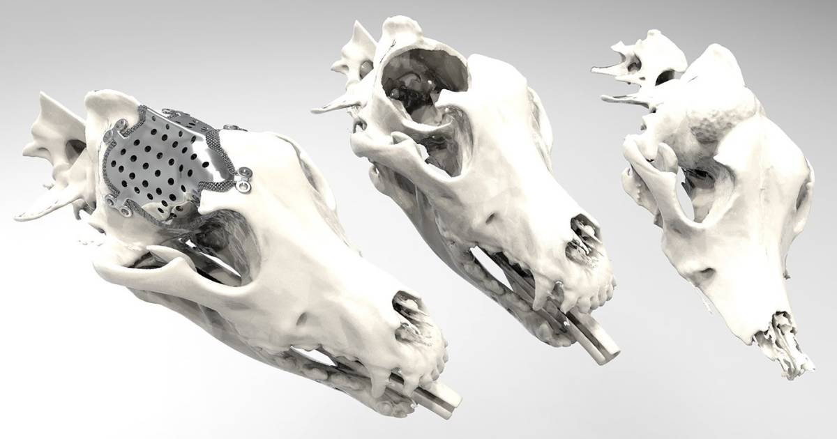 Unieke operatie: hond krijgt nieuwe schedel uit 3D-printer | Utrecht ...