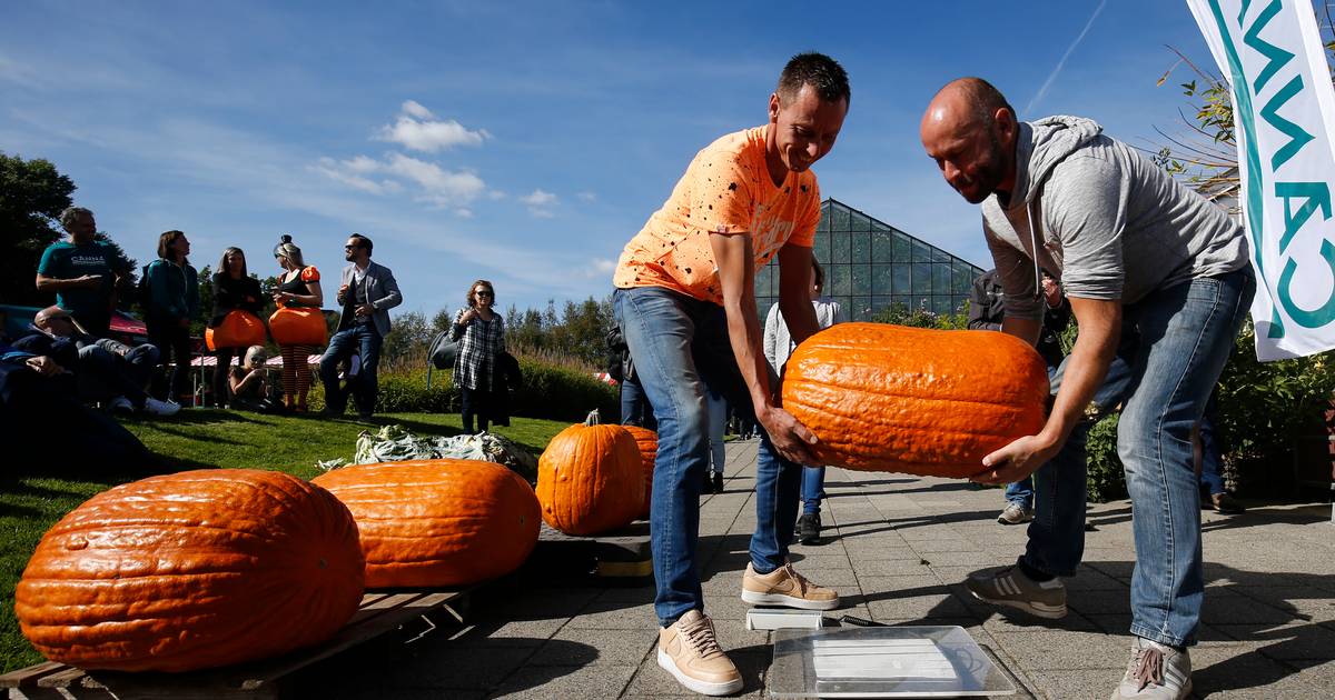Enorme pompoenen kweken is een serieuze hobby | Utrecht | AD.nl