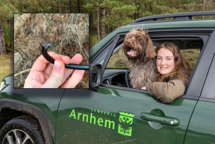 Ene na de andere wildcamera van boswachter Nina (27) wordt gejat ...