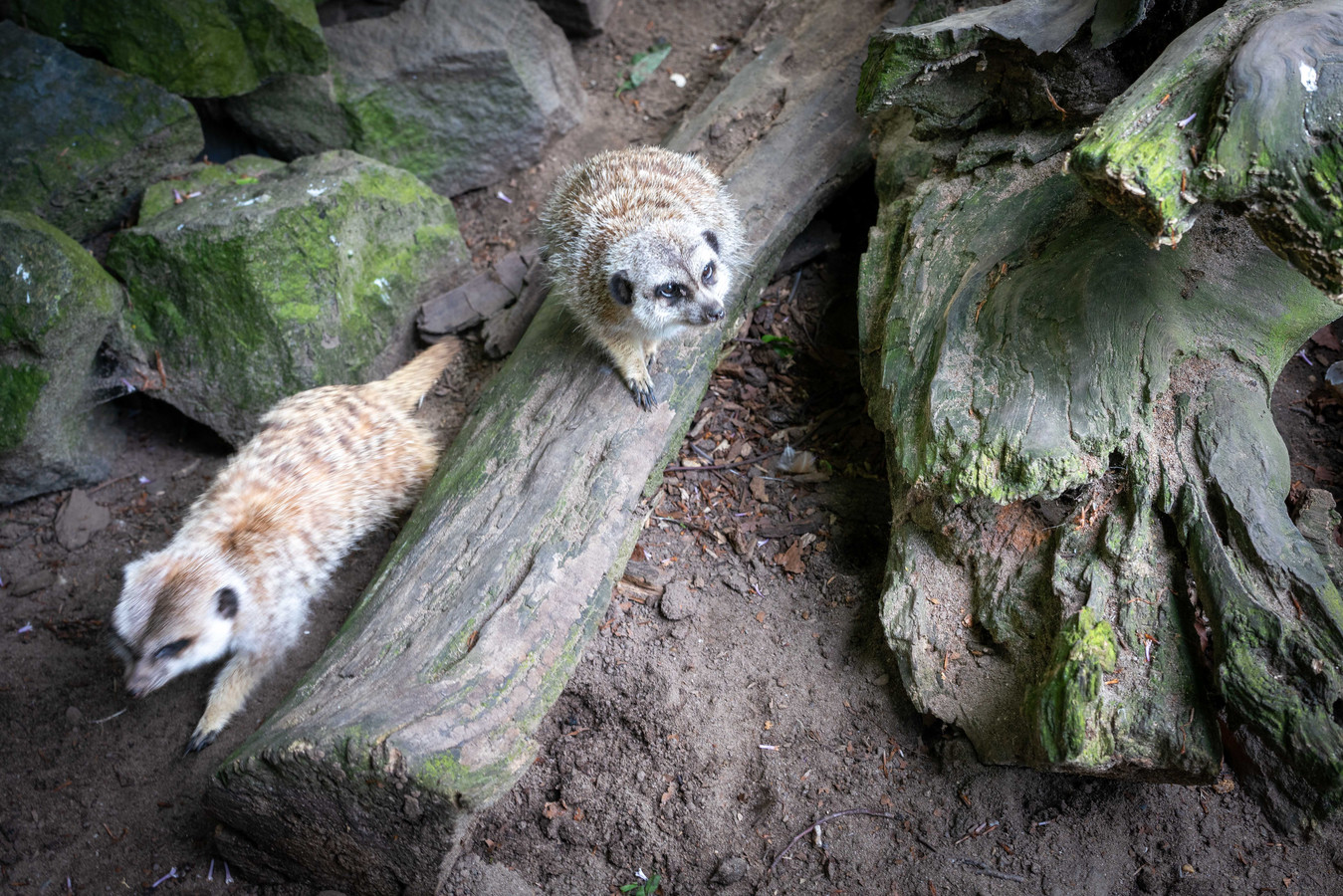 Ruben over zijn exotische 'Ark van Noach': 'Alleen al een stokstaartje ...
