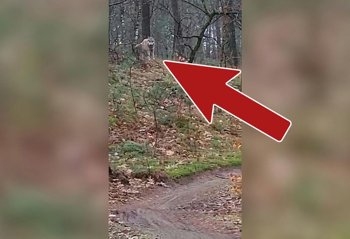 Hardlopers Oog In Oog Met Wolf Wat Doe Je Dan Wolf In Nederland