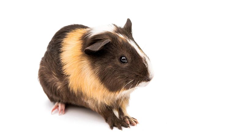 De cavia van Jon Snow | De Volkskrant