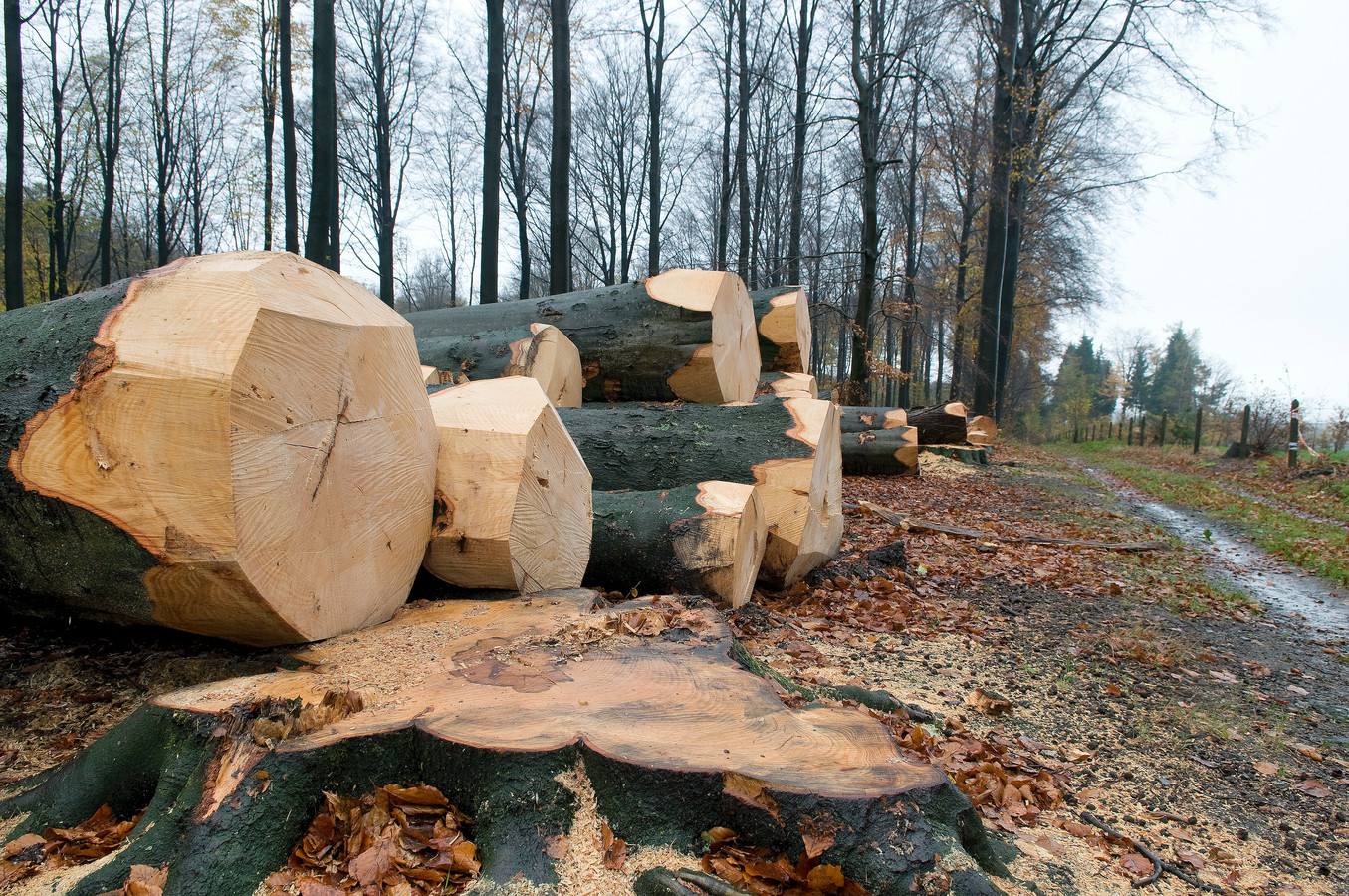 Bomen kappen tot balken en overnachten in het Bos t’ Ename | Foto | hln.be