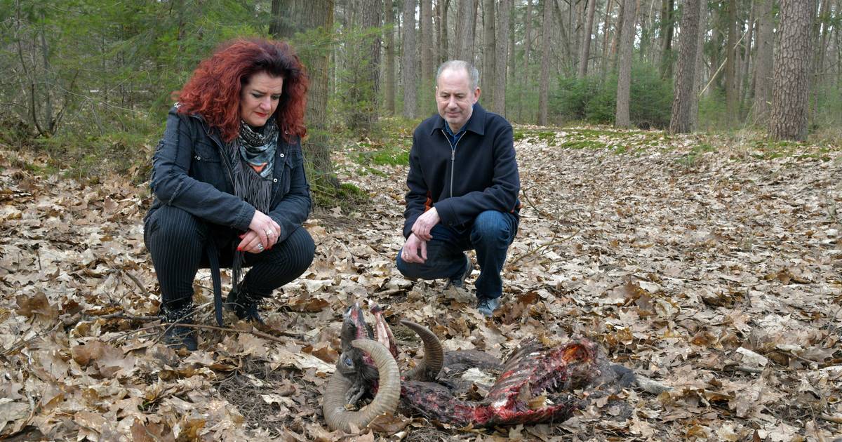 Slachting onder moeflons: 'Moet ik dan alles met stroom afzetten en er ...