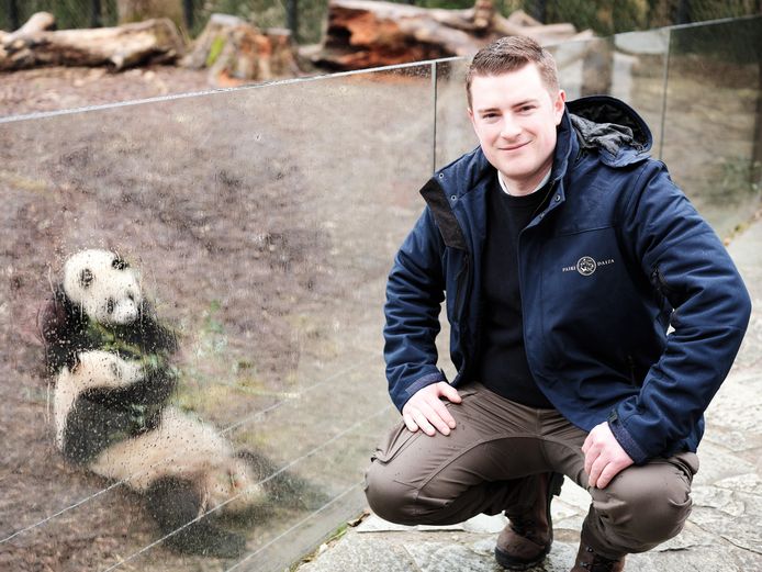 Drie jongste panda’s van Pairi Daiza verhuizen naar China: “We geven ...