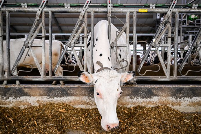 Wat is stikstof precies? Waarom is het gevaarlijk? En kunnen we er iets aan doen? 5 vragen ...