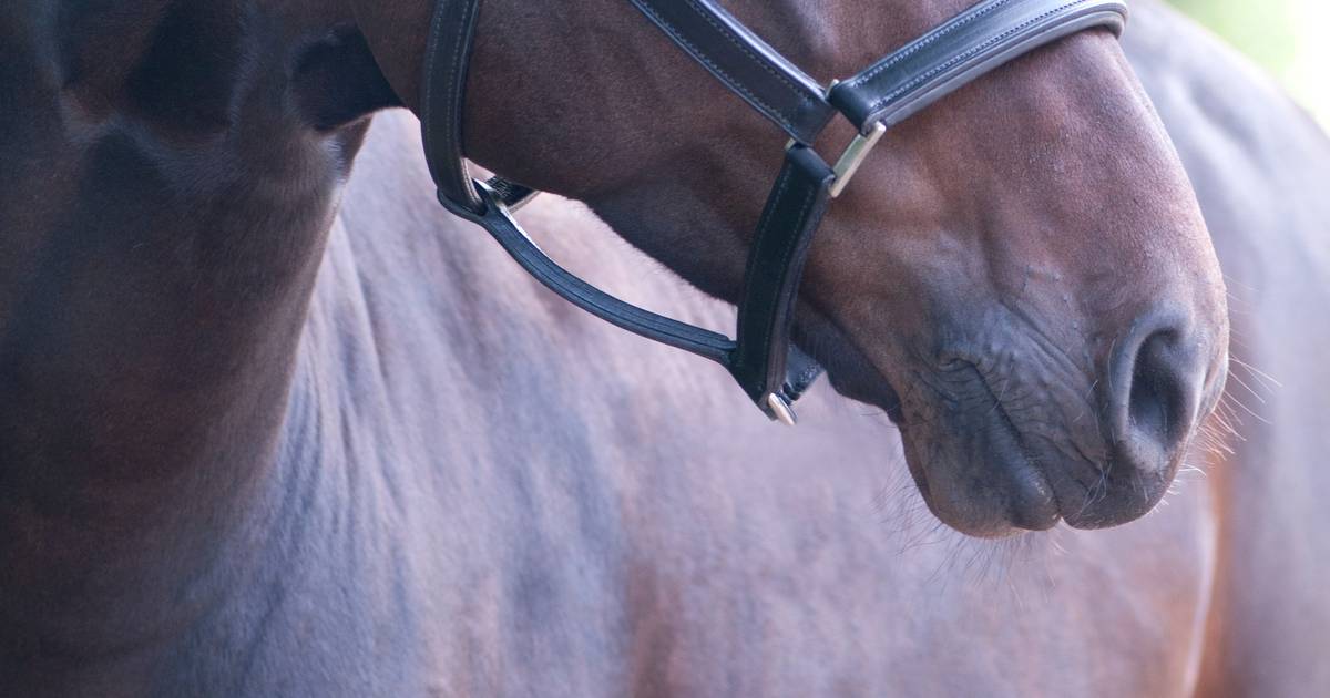 Bromfietser botst tegen loslopend paard | Stekene | hln.be Bromfietser botst tegen loslopend paard | Stekene | hln.be