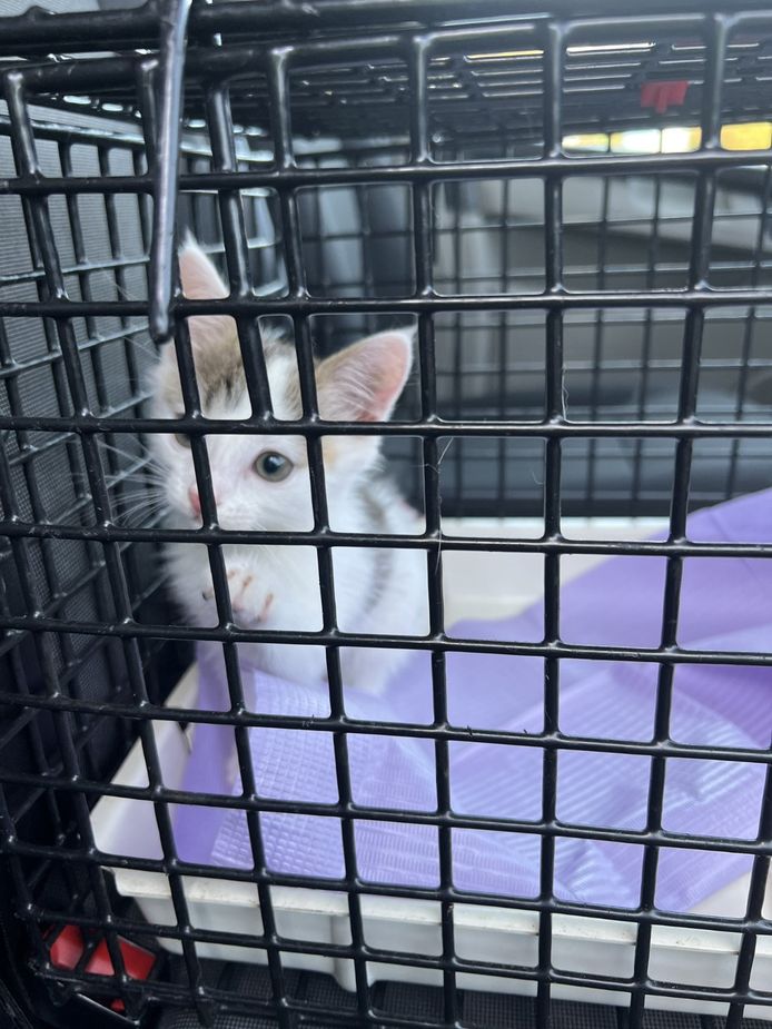 Kitten uitgeput na 'verschrikkelijke' mishandeling op strand ...