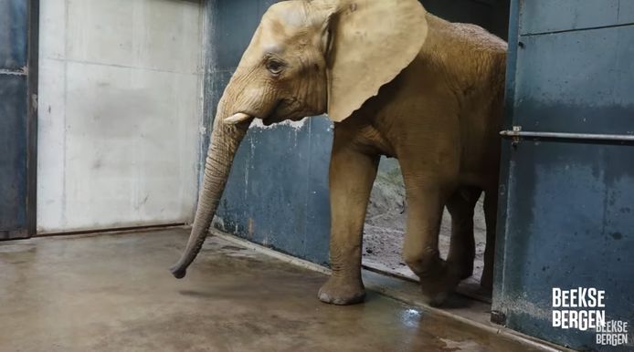 Nieuw mannetje Yambo doet stévig zijn best: drie drachtige olifanten in Safaripark Beekse Bergen ...