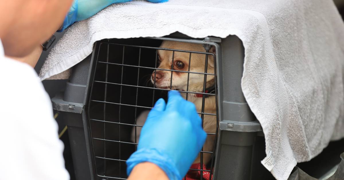 Hondje Jopie zit week lang bij overleden baasje in huis: ‘Hij was zo ...