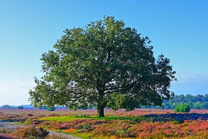 Bomen hebben we nodig in deze opwarmende wereld, en daarom krijgen 33 ...